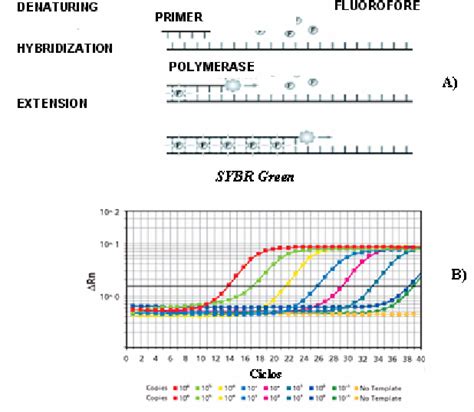Real Time Pcr A Sybr Green System B Quantification Curve Download Scientific Diagram