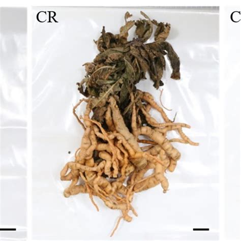 Comparison Of Root Morphology Of The Different Seedling Types SR Download Scientific Diagram