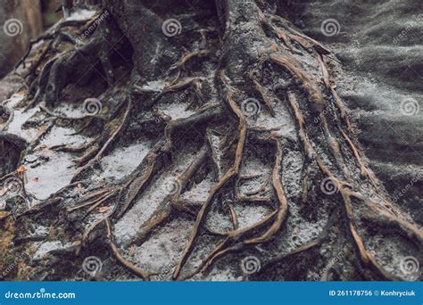 Tree Roots On The Rock Stock Photo Image Of Surface