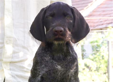 Odyssey Deutsch Drahthaar Welpen Kaufen Euro Puppy