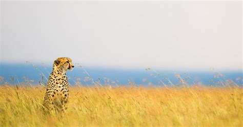 3 Epic Safaris To Do Before You Kick The Bucket Africa Geographic