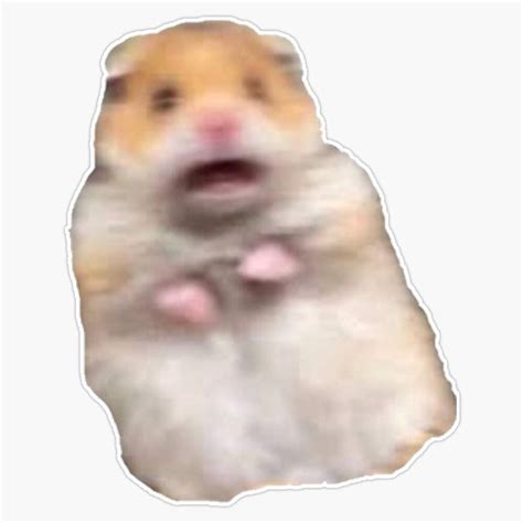Screaming Hamster Meme Sticker Vinyl Bumper Sticker Decal