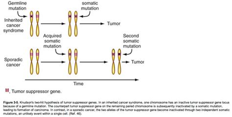 Biol 282 Ch 24 Cancer Genetics Flashcards Quizlet