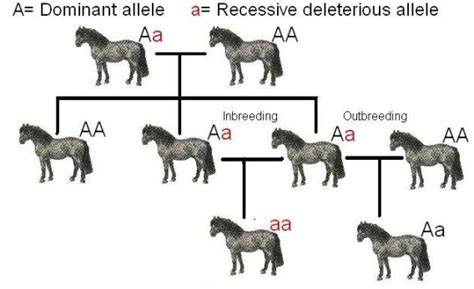 Difference Between Inbreeding And Outbreeding Compare The Difference