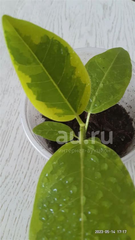 Фикус Альтиссима вариегата — купить в Красноярске Горшечные растения