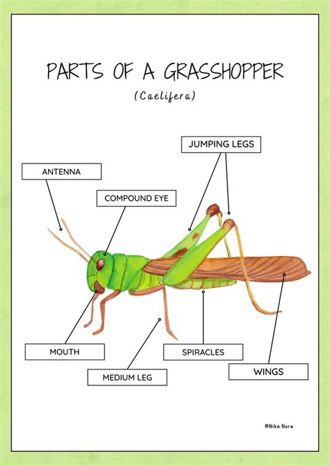Parts Of A Grasshopper English Material Didáctico De Las Asignaturas Ciencias Naturales