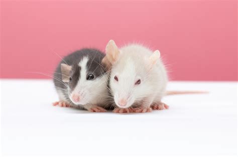 젊은 피 주자…늙은 쥐 덜 늙고 수명 10 연장됐다