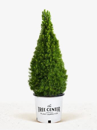 Spruce Trees For Sale Online The Tree Center