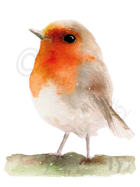 Robin Bird Art Print 8 X 6 Inch Watercolor Bird Watercolor