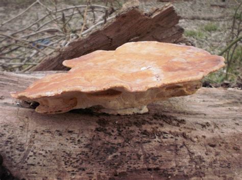 Tree Fungus Native Texas