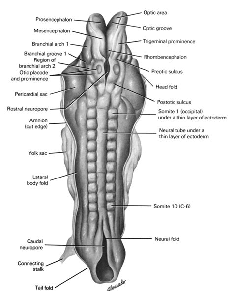 Atlas Of Human Embryos Figure 4 1