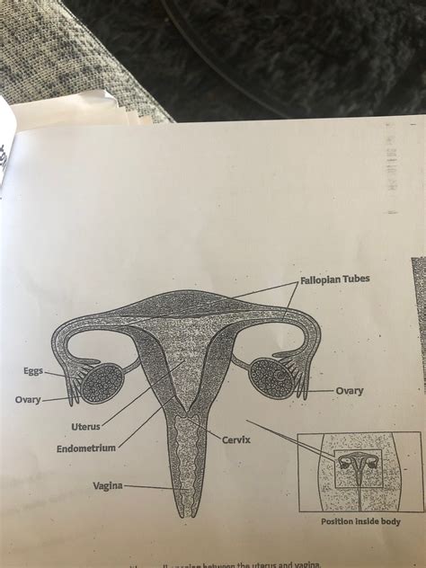 Reproductive System Science Test Diagram Quizlet