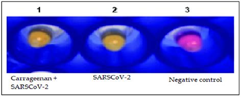 Detection Of Sars Cov 2 By The Rt Lamp Assay After Virus Binding To Download Scientific Diagram