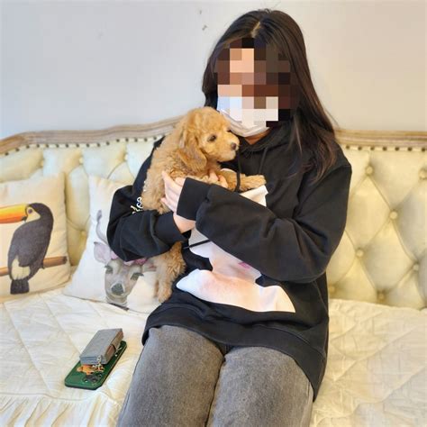 말티푸 솔 말티폼키우는방법 보더콜리키우는방법 프렌치불독키우는방법 빠삐용키우는방법 파피용키우는방법 사모예드키우는방법 스피츠키우는