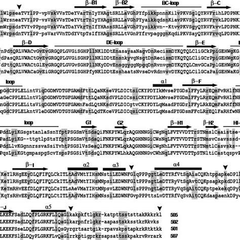 Sequence Alignment Of L1 From The Hpv Types Hpv11 Hpv16 Hpv18 And Download Scientific