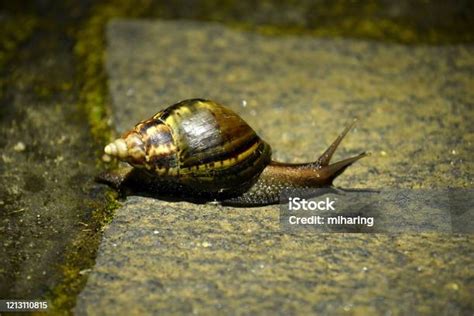 Siput Tanah Raksasa Afrika Foto Stok Unduh Gambar Sekarang Alam