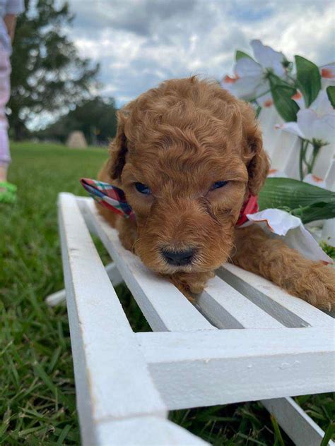 Toy Nugget Male Goldendoodles By Aggie