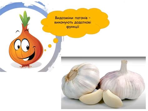 Пагін Підземні видозмінені пагони презентация онлайн