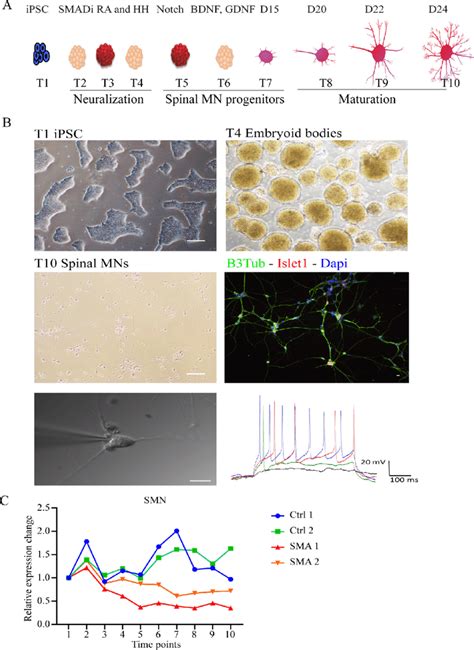 A Experimental Workflow Of Ipsc Differentiation Toward Mns Cells Download Scientific Diagram