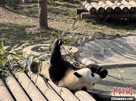 初冬暖阳下秦岭大熊猫慵懒享受“阳光浴”新浪图片