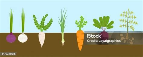 양파 무 부추 당근 감자 비트 뿌리와 같은 야채 식물 벡터 일러스트 레이 션 0명에 대한 스톡 벡터 아트 및 기타 이미지 0명 날것 농업 Istock