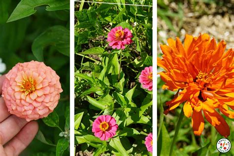 Growing Zinnias From Seed Geeky Greenhouse