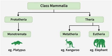 Class Mammalia Geeksforgeeks