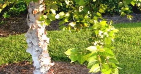 Monoecious Plants Examples And How To Identify Them The Gardeners World