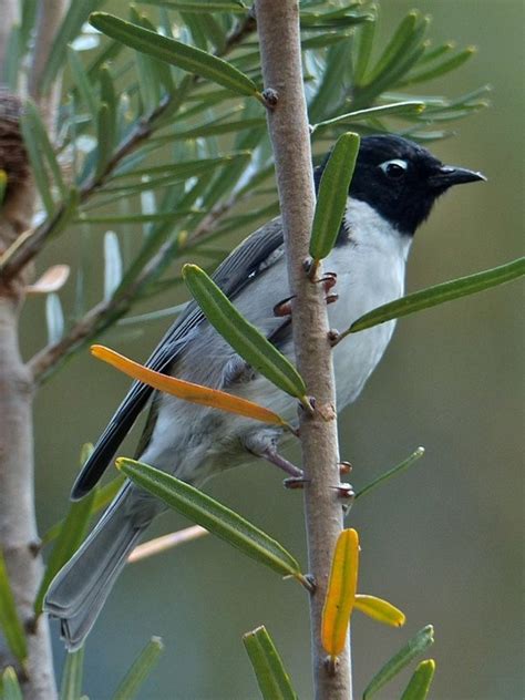 Black Headed Honeyeater Melithreptus Affinis