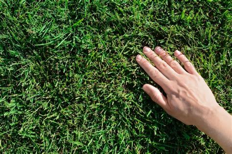 Touch Grass Images Free Download On Freepik