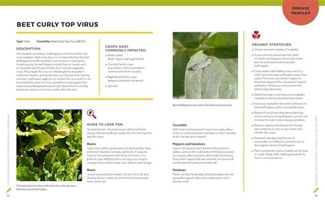 veg garden problem solving handbook beet disease