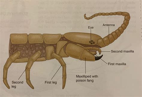 Class Chilopoda Centipedes Diagram Quizlet