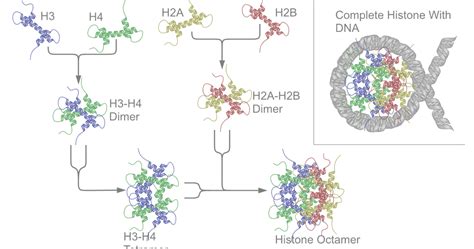 Nuclear Reprogramming And Its Role In Stem Cell Technology Cell