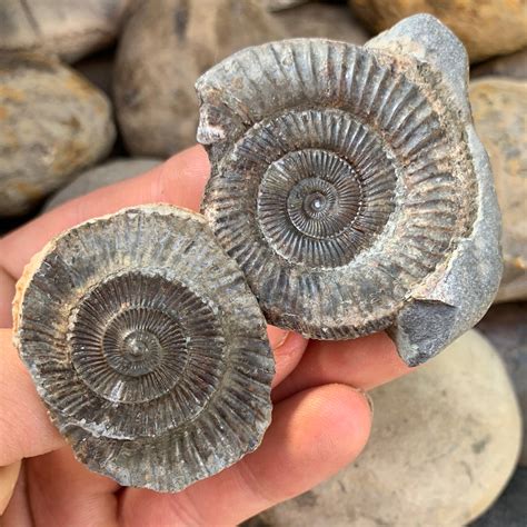 Ammonite Split Pairs Yorkshire Fossils