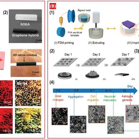 Overview Of 4d Printing Applications In Tissue Engineering Download Scientific Diagram