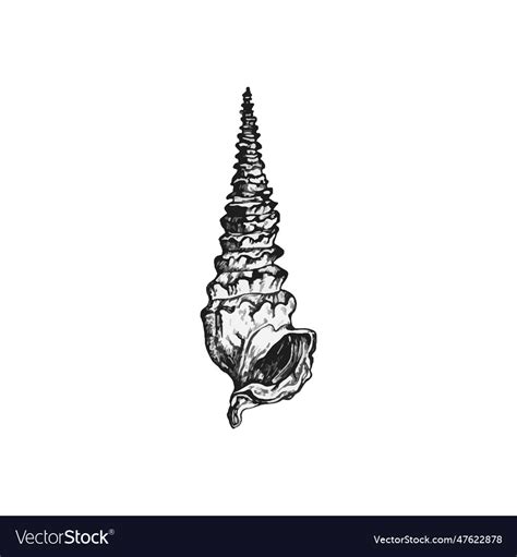 Handdrawn Shell Shell Drawing Sea Royalty Free Vector Image