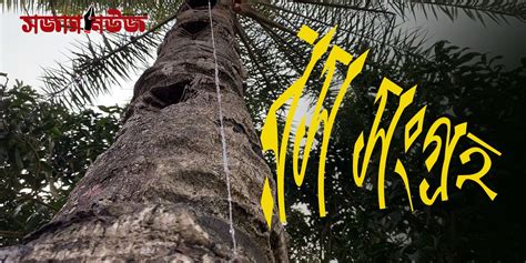 খেজুর গাছ থেকে রস সংগ্রহের নিঞ্জা টেকনিক। খেজুর গাছ থেকে রস সংগ্রহের নিঞ্জা টেকনিক। গাছিকে