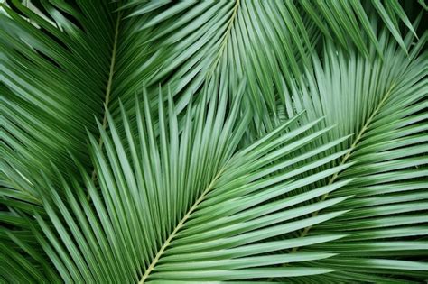 Premium Photo Green Palm Leaf Pattern Texture Abstract Background