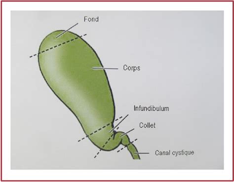 Gallbladder Infundibulum