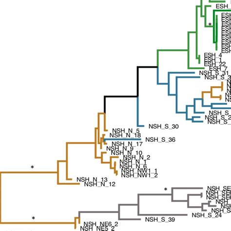 A Ml Tree With Rapid Bootstrap Support Values Produced By Raxml