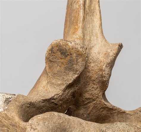 Sold Price Massive Fossilized T Rex Bone August 6 0122 1100 Am Pdt