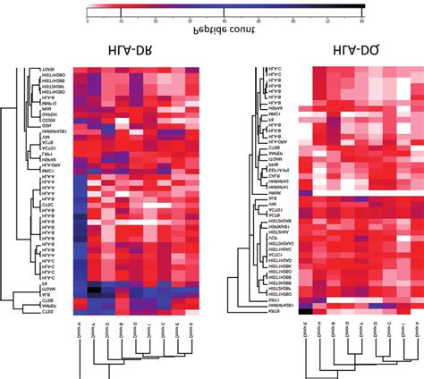 Cluster Analysis Of Proteins Identified For Hla Dr And Hla Dq The