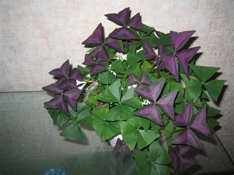 Подскажите как называется цветок похожий на бабочек закрывающийся на ночь и распускающийся утром