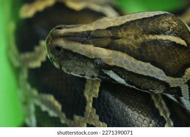 150 Python Nest Images Stock Photos Vectors Shutterstock