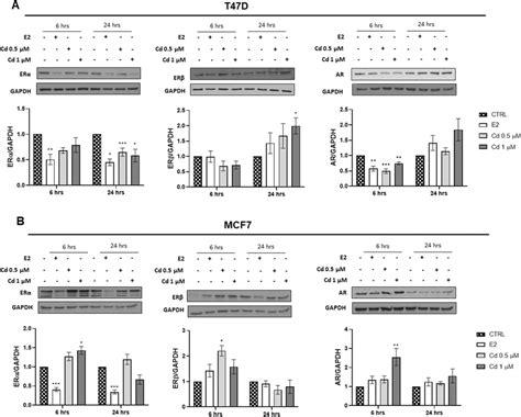 Cadmium Cd Effects On Protein Expression Level Of Sex Steroid