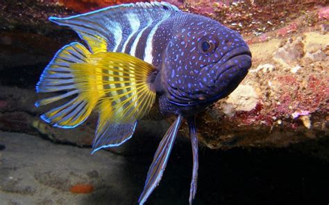 Fish Underwater Aquarium Biology Lionfish Reef Fauna Macro