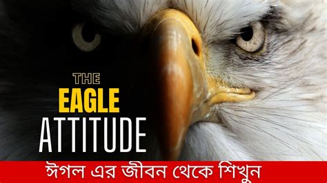 ঈগলের মতো মানসিকতা তৈরি করুন Five Life Lesson From An Eagle Powerful Bangla Motivation Youtube
