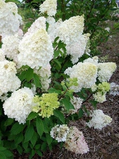 Гортензия метельчатая «Дентель де Горрон» купить 950р. в питомнике ...