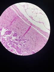 A P Lab Final Microscopy Quizlet