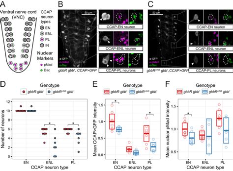 Gbb Ns Cleavage Is Required For Expression Of The Ecdysis Regulating